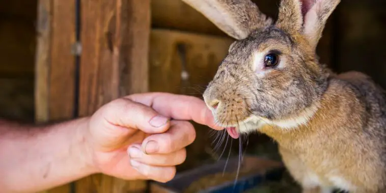 Rabbit Testicles: Common Problems, Symptoms & Best Practices - Here Bunny