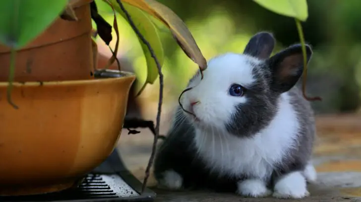 9 Food That Can Poison Rabbits? - Here Bunny
