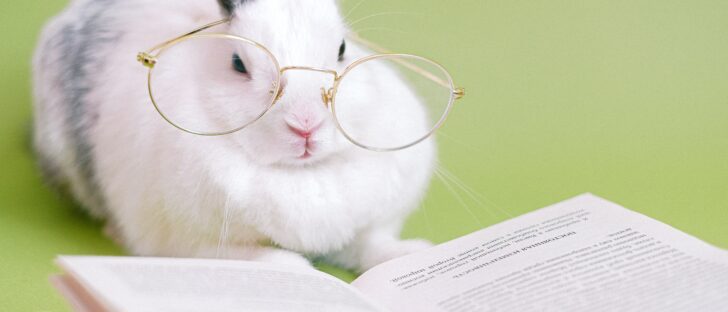 Group of Rabbits: Understanding Hierarchy, Terminologies & Care - Here ...