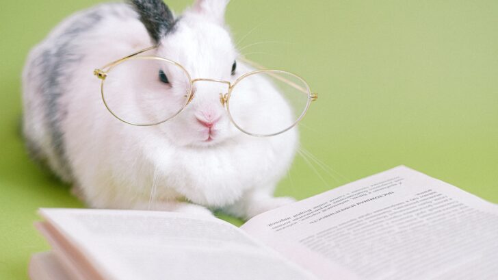 The 10 Famous Rabbits You Have to Meet in This Lifetime - Here Bunny