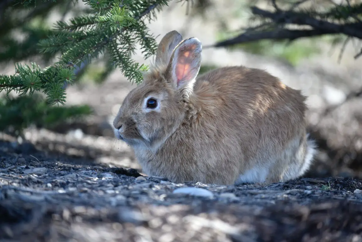 8 Rabbit Sounds (Happy, Unhappy & Angry) Every Owner Should Know - Here ...