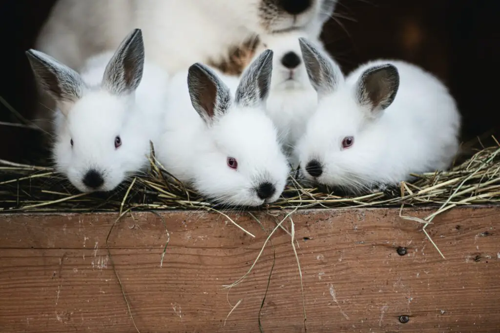 Rabbit Basics: Supplies Every Rabbit Owner Should Invest In - Here Bunny
