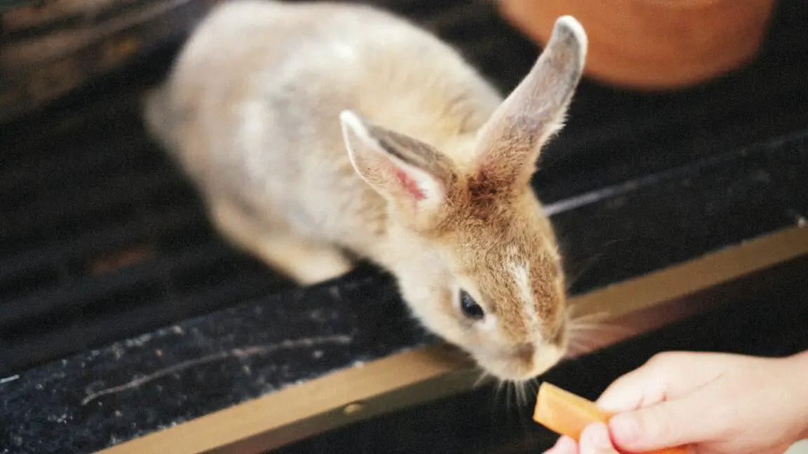 The 10 Famous Rabbits You Have to Meet in This Lifetime - Here Bunny
