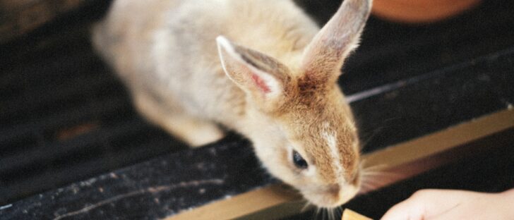 Hairless Rabbits: Everything You Need To Know - Here Bunny