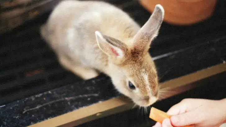 10 Bunny Memes that Will Make you Love Them | Here Bunny