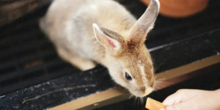 Obesity In Rabbits: Signs, Causes, Prevention, and Treatment - Here Bunny