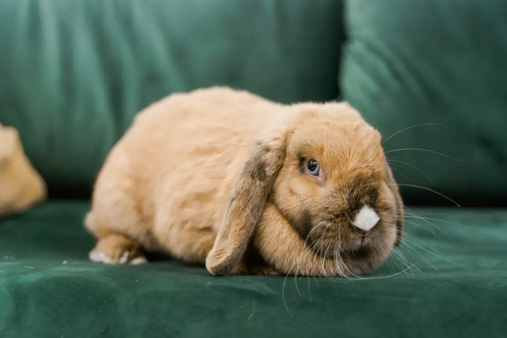 The Musical Tastes of Rabbits: Exploring Whether Rabbits Enjoy ...
