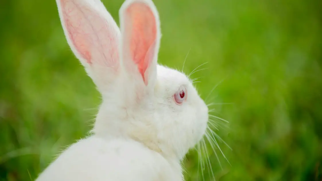 Rabbits Facts: Answers To Common Questions About Pet Rabbits - Here Bunny