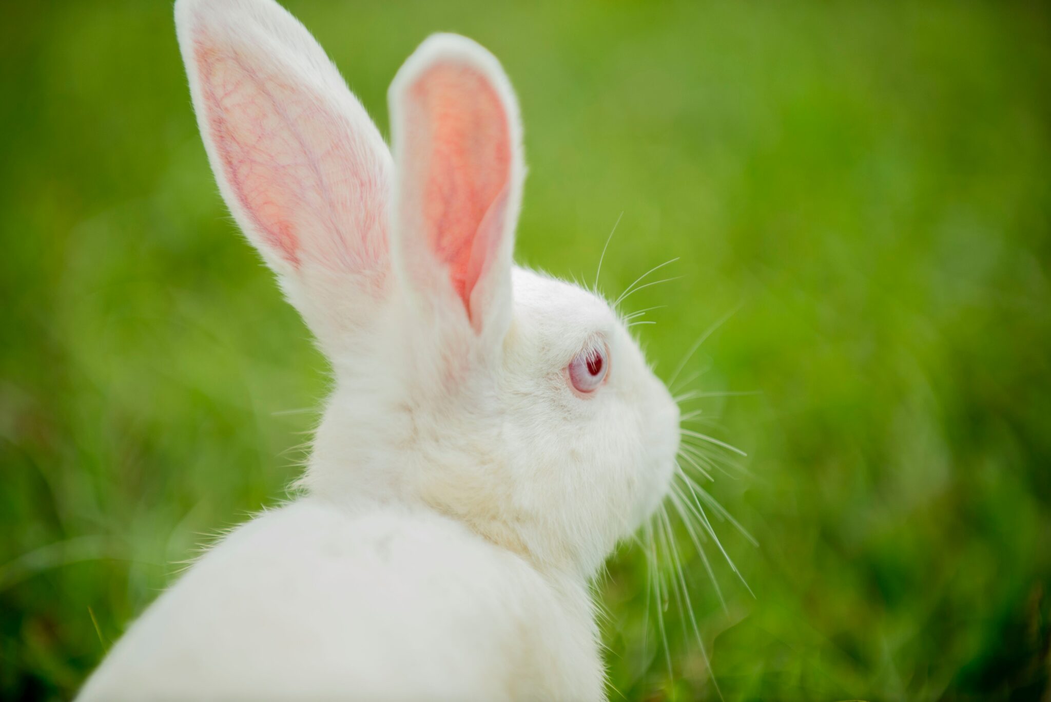 The Rabbit Scream: Understanding What To Do When Your Rabbit Is ...