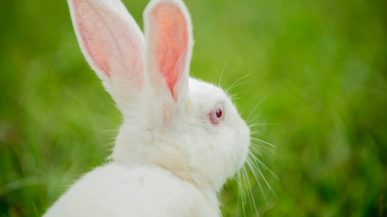 Rabbits Facts: Answers To Common Questions About Pet Rabbits - Here Bunny