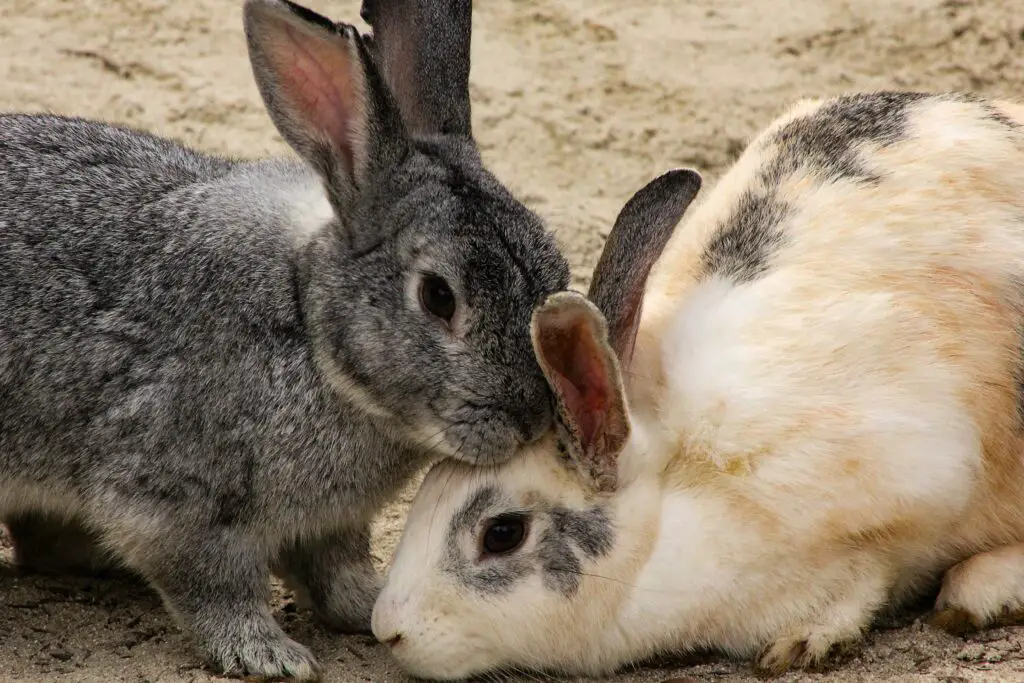 What Are The Different Colors and Patterns of Rabbits? | Here Bunny