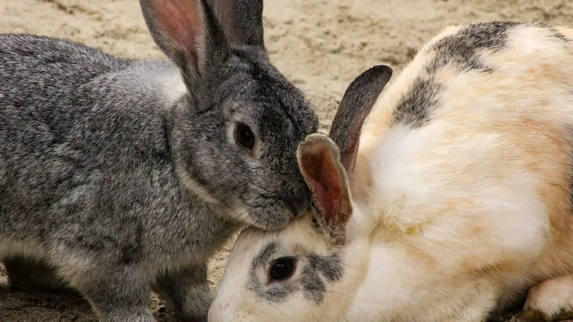 The 10 Famous Rabbits You Have to Meet in This Lifetime - Here Bunny