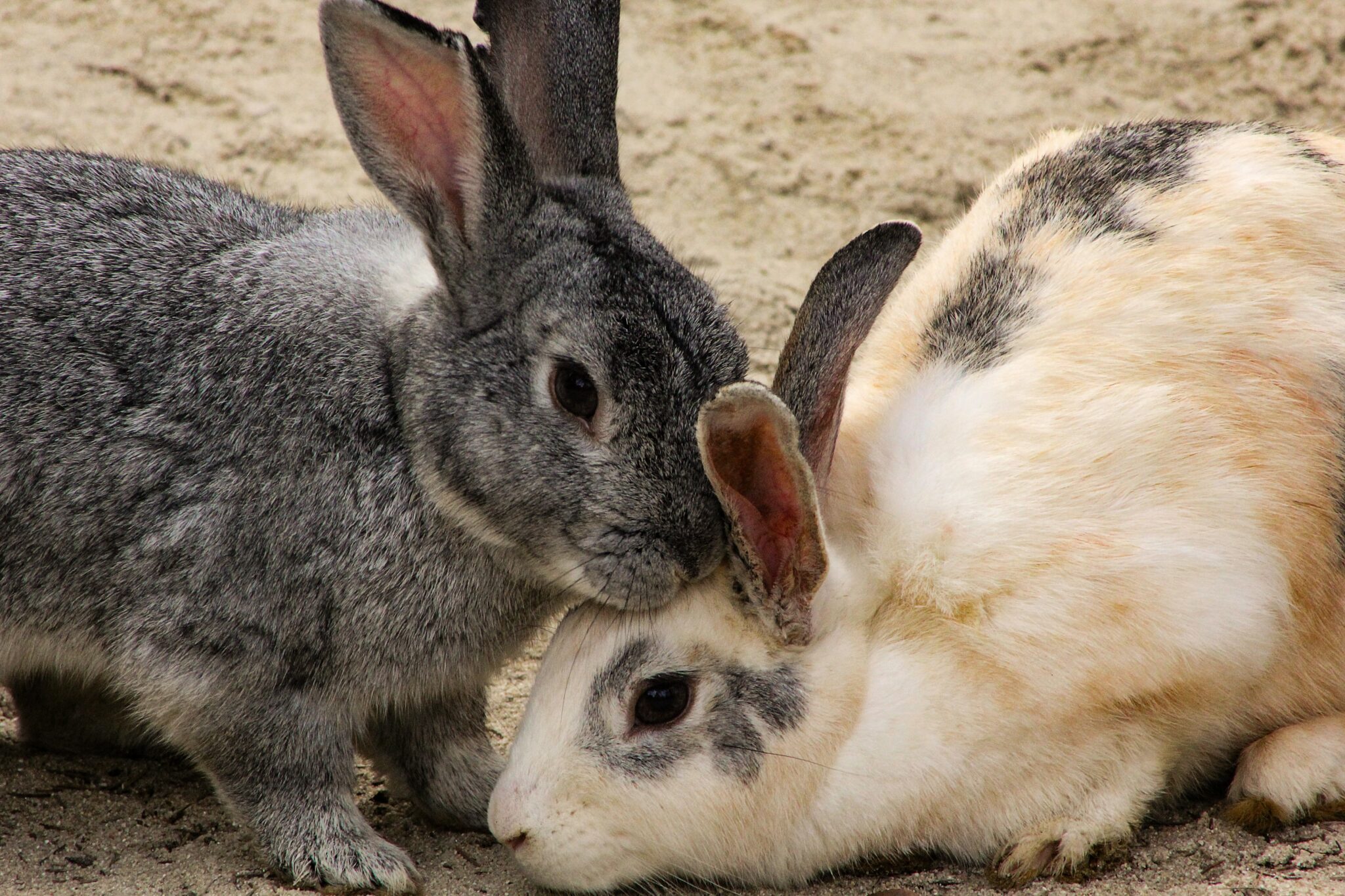 What Are The Different Colors and Patterns of Rabbits? - Here Bunny