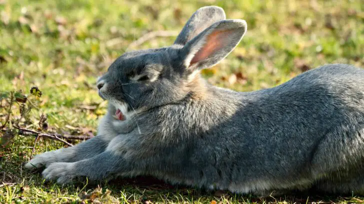 How To Tell If Your Rabbit Is Angry (Signs & Reasons) - Here Bunny