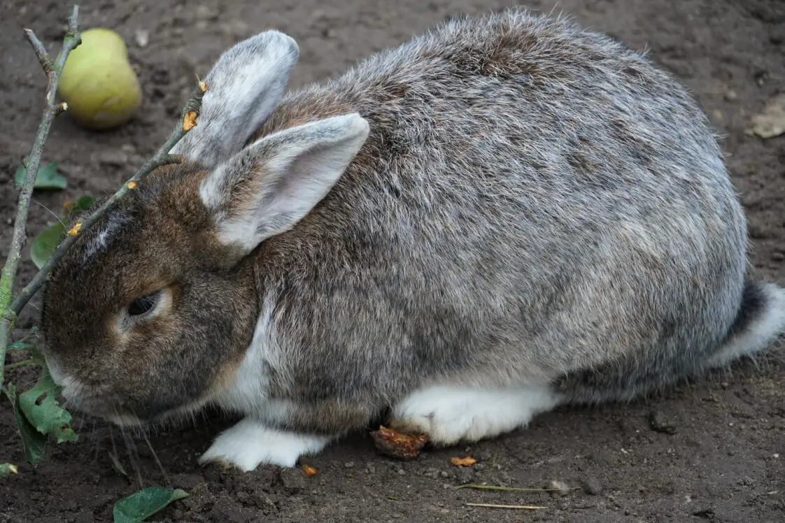 Why Do Rabbits Thump? Understanding Your Pet’s Communication - Here Bunny
