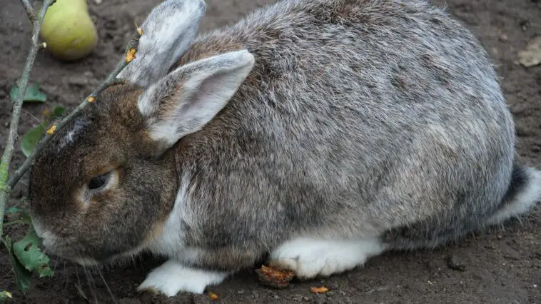 Group of Rabbits: Understanding Hierarchy, Terminologies & Care - Here ...